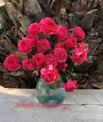 JULIETTA RASPBERRY – VARDOMANIA