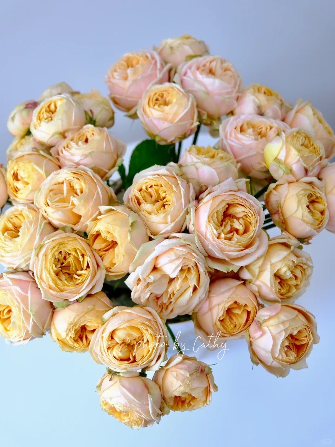 SWEET CATALINA – VARDOMANIA