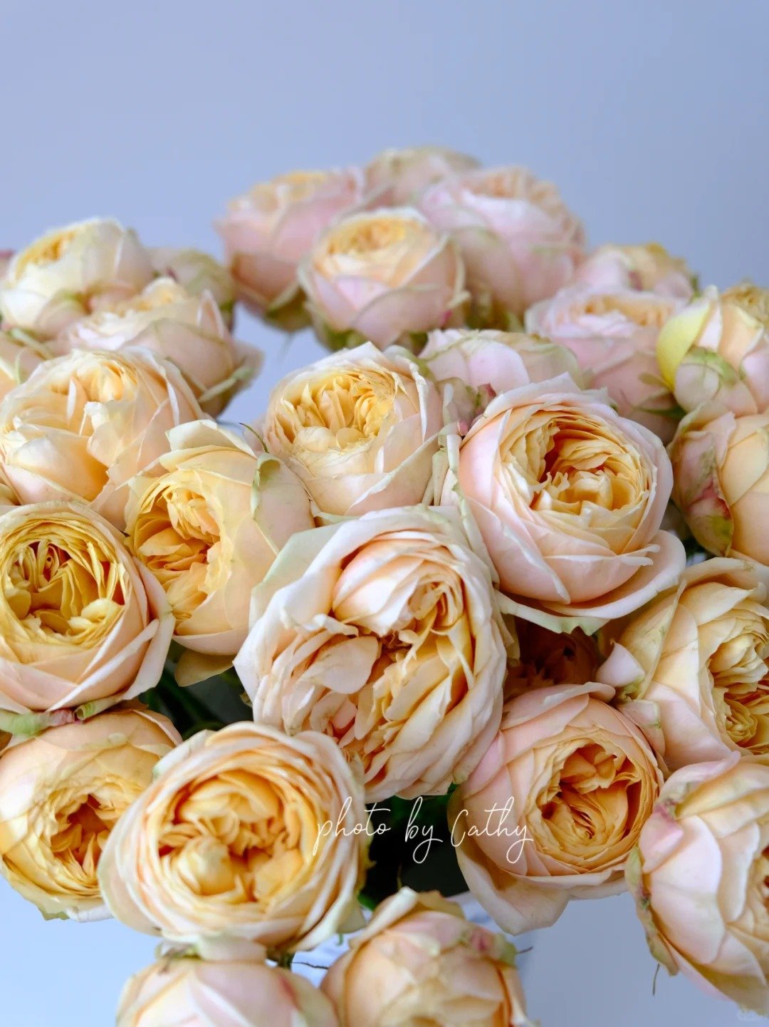 SWEET CATALINA – VARDOMANIA