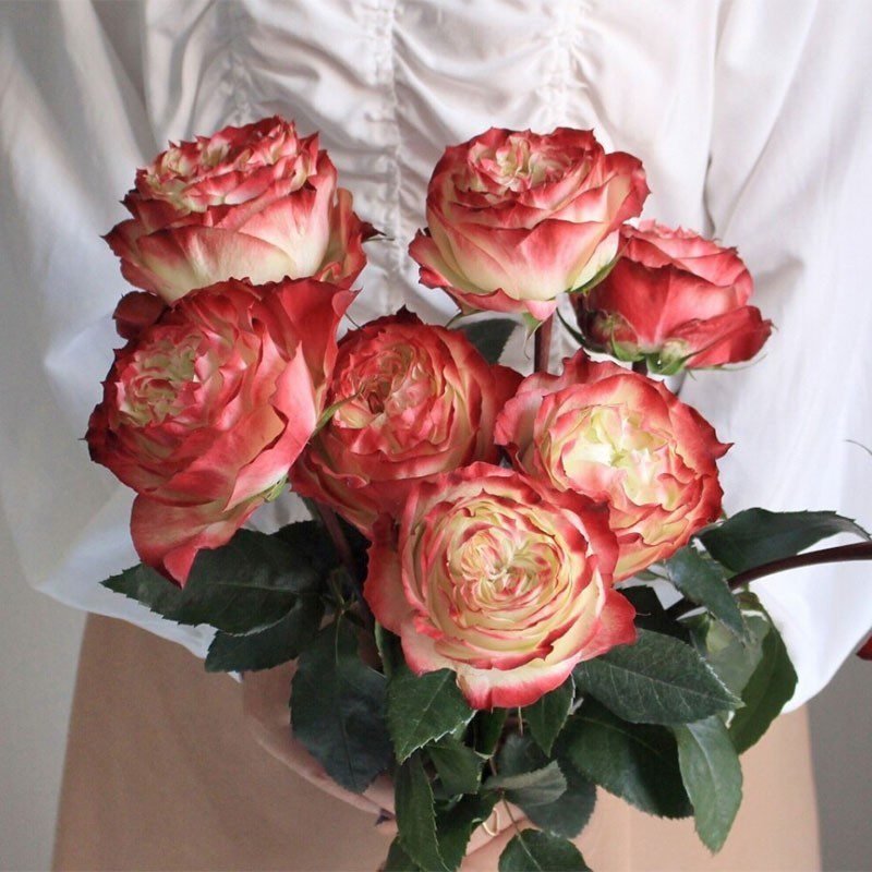 APPLE JACK – VARDOMANIA