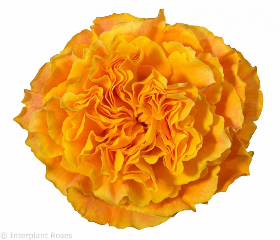 ORANGE REEVA – VARDOMANIA