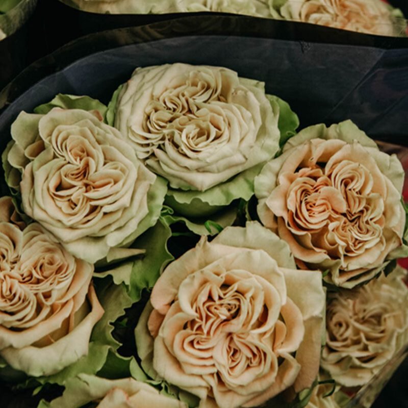 MATCHA – VARDOMANIA