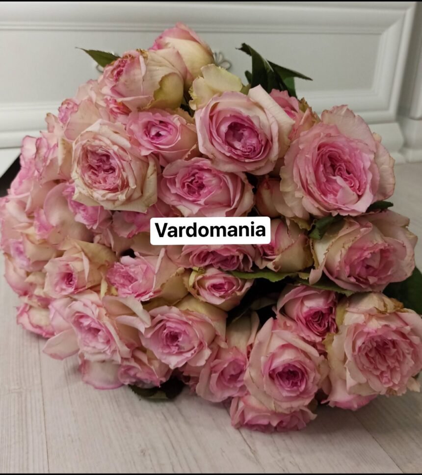 VICTORIAN CLASSIC – VARDOMANIA