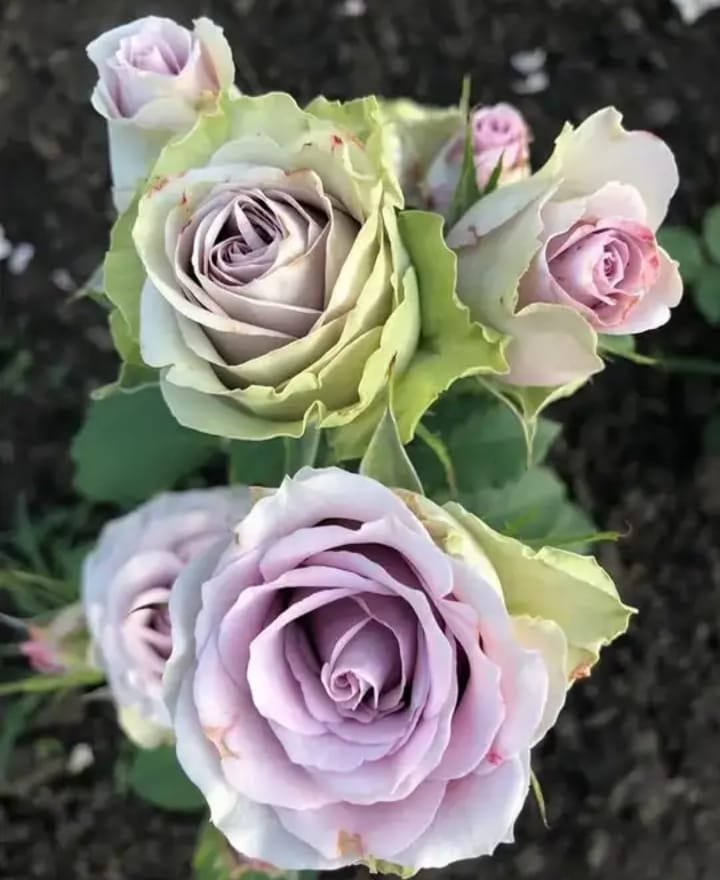 SAMANTHA’S BRIDAL – VARDOMANIA