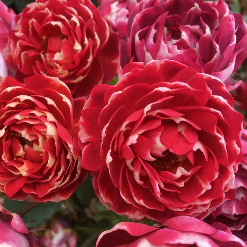 BONKERS – VARDOMANIA