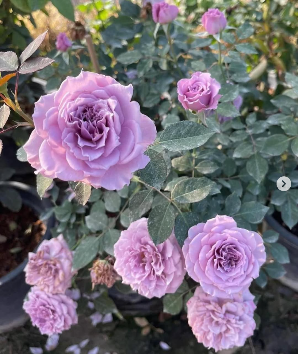 LAVENDER CRYSTAL – VARDOMANIA